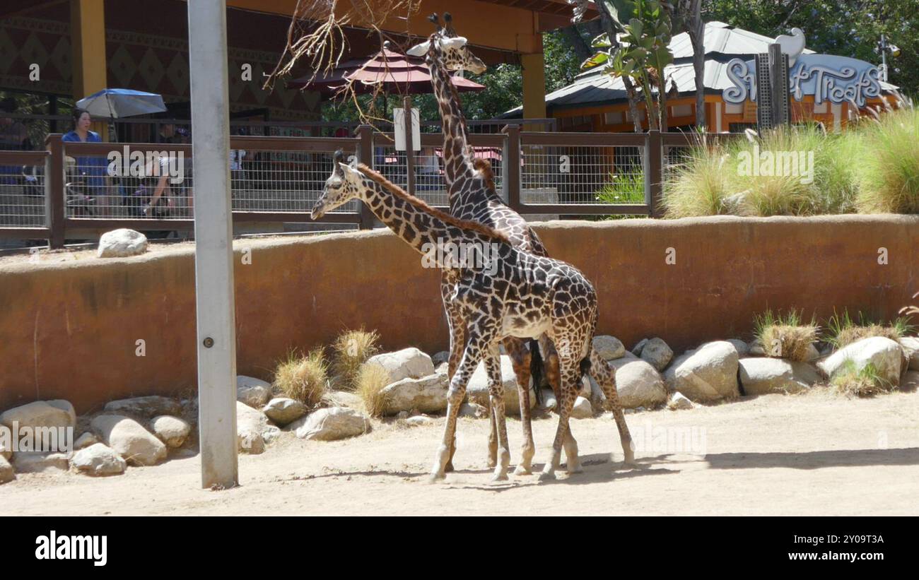 Los Angeles, California, USA 26th August 2024 Maasai Giraffes, Masai ...