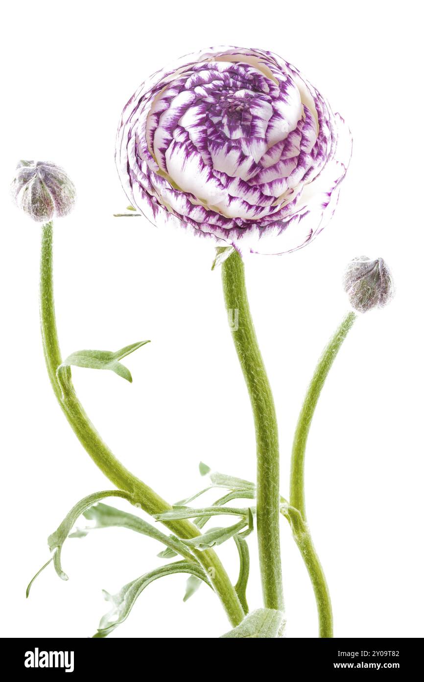 Buttercup squash white background Cut Out Stock Images & Pictures - Alamy