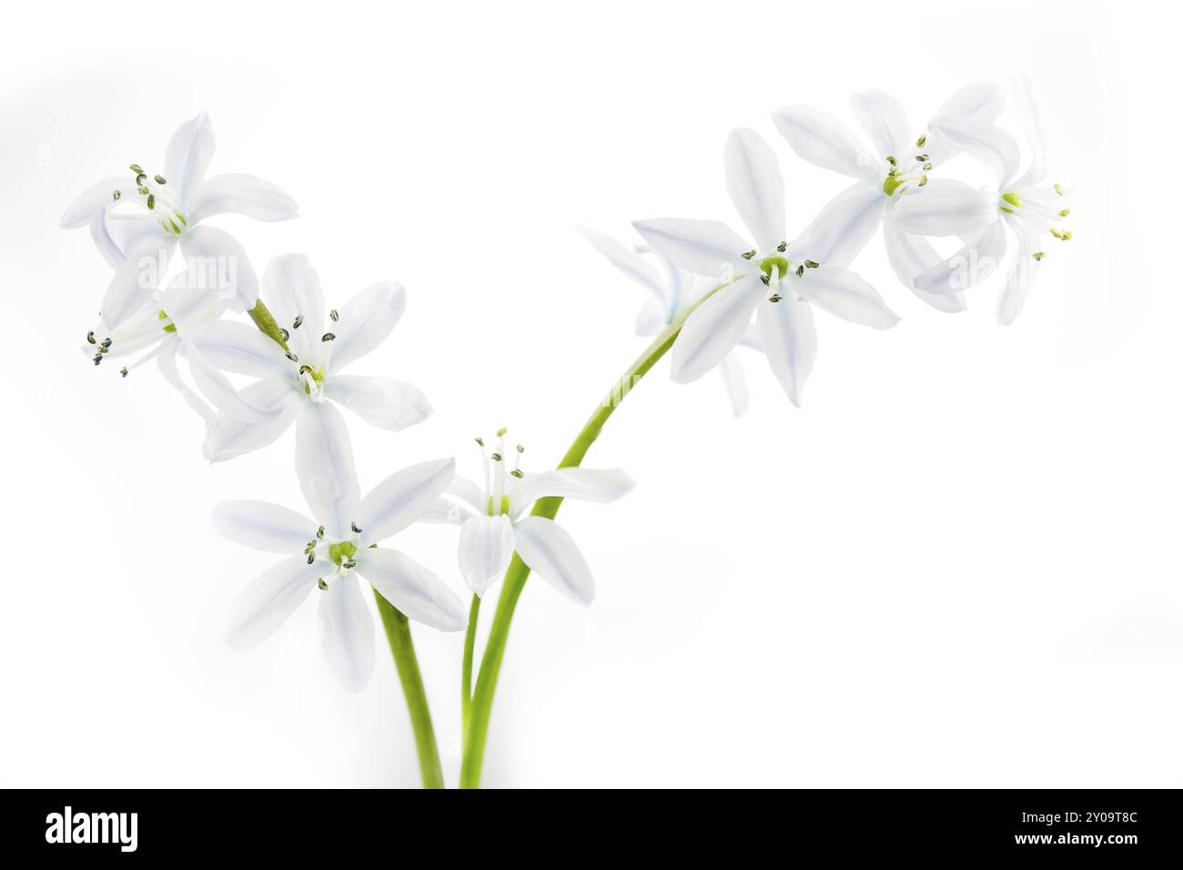 Close up image early Cut Out Stock Images & Pictures - Alamy