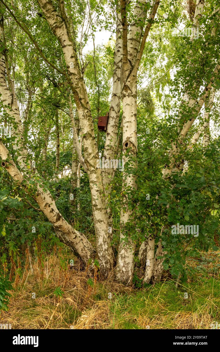 Silver Birch (Betula pendula) tree with multiple trunks Stock Photo - Alamy