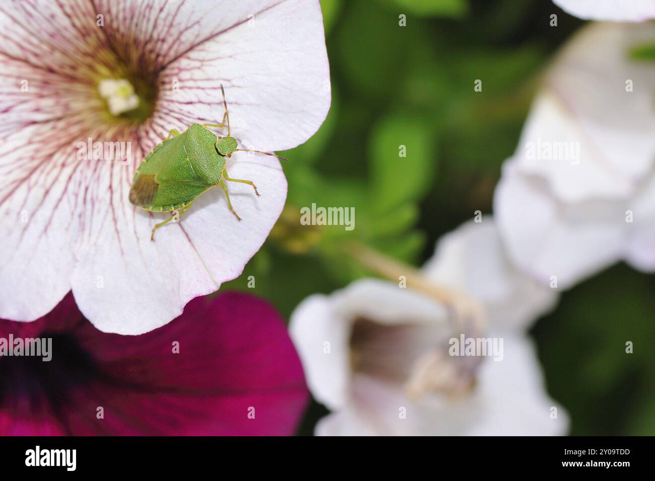 Green shield bug on a leaf, Green stink bug on a leaf Stock Photo - Alamy