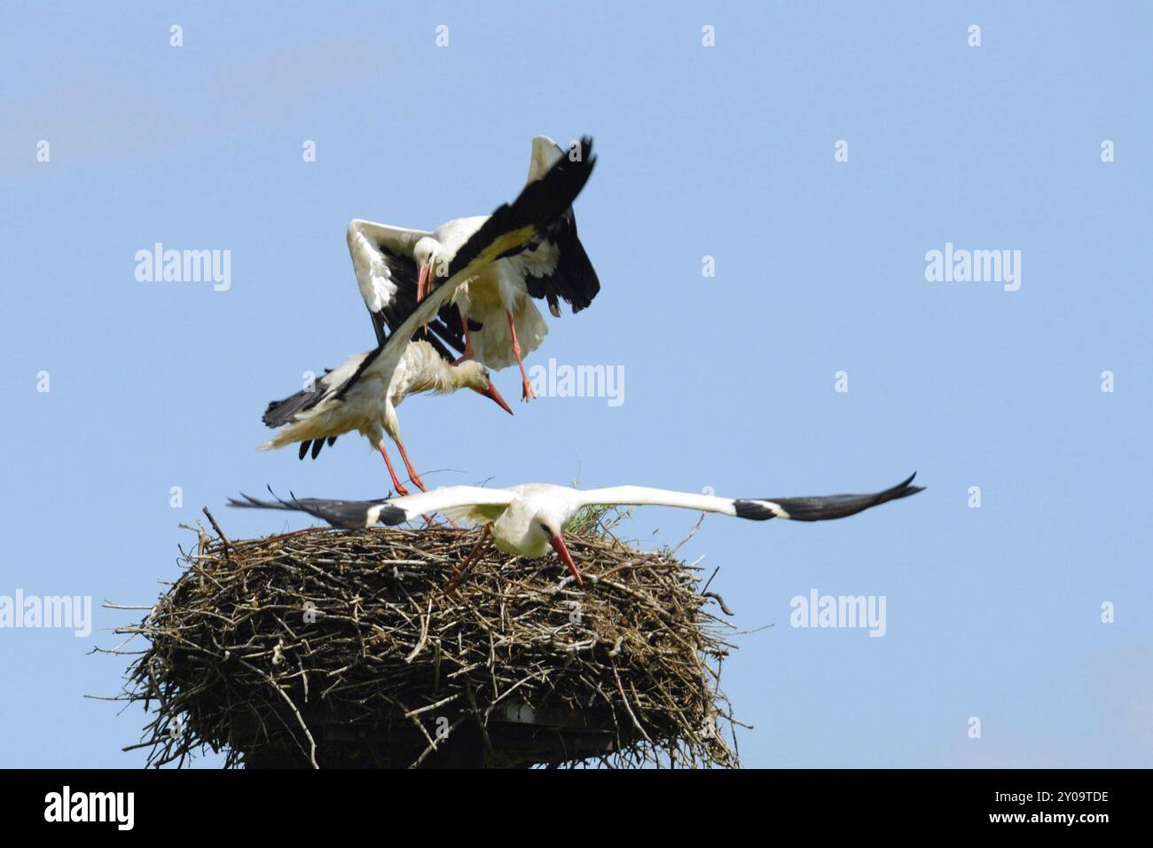 Fight for a stork's nest.territory fight between 3 white storks Stock ...