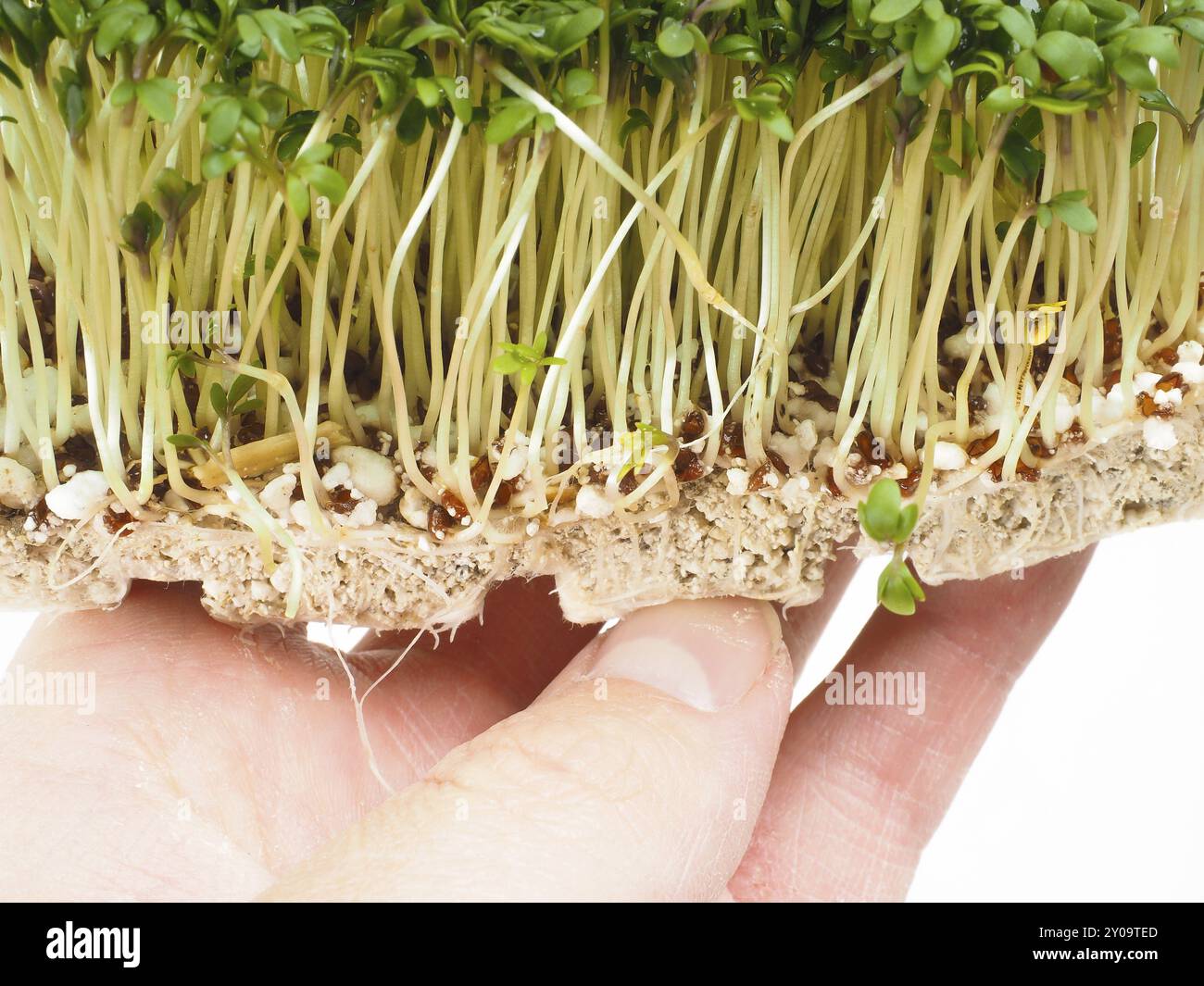 Person holding a tray of watercress up close Stock Photo - Alamy