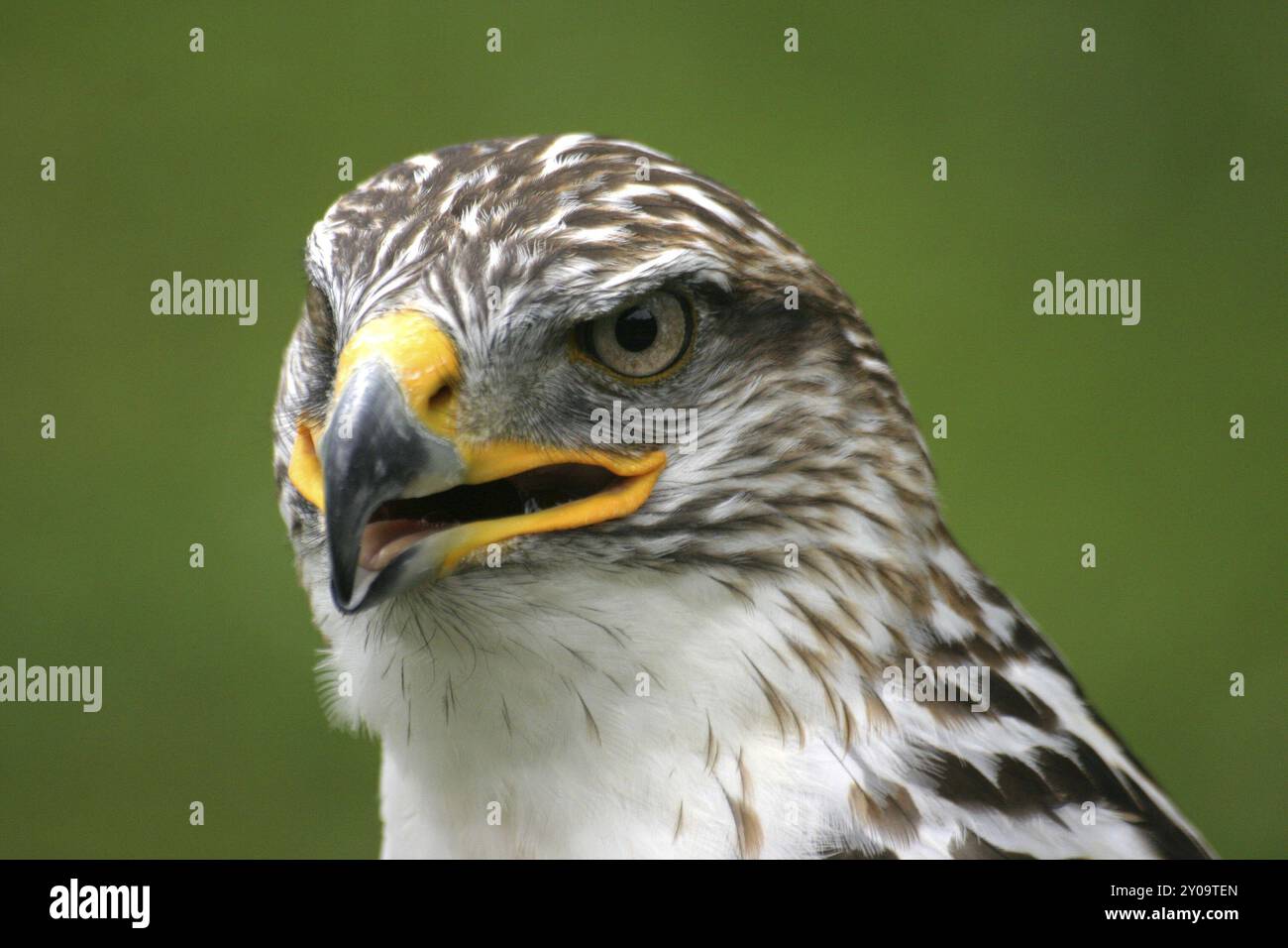 Royal Rough-legged Hawk Stock Photo - Alamy
