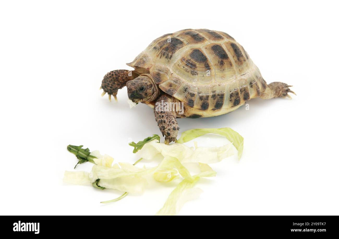 Russian (Asian) tortoise eating cabbage over white background Stock ...