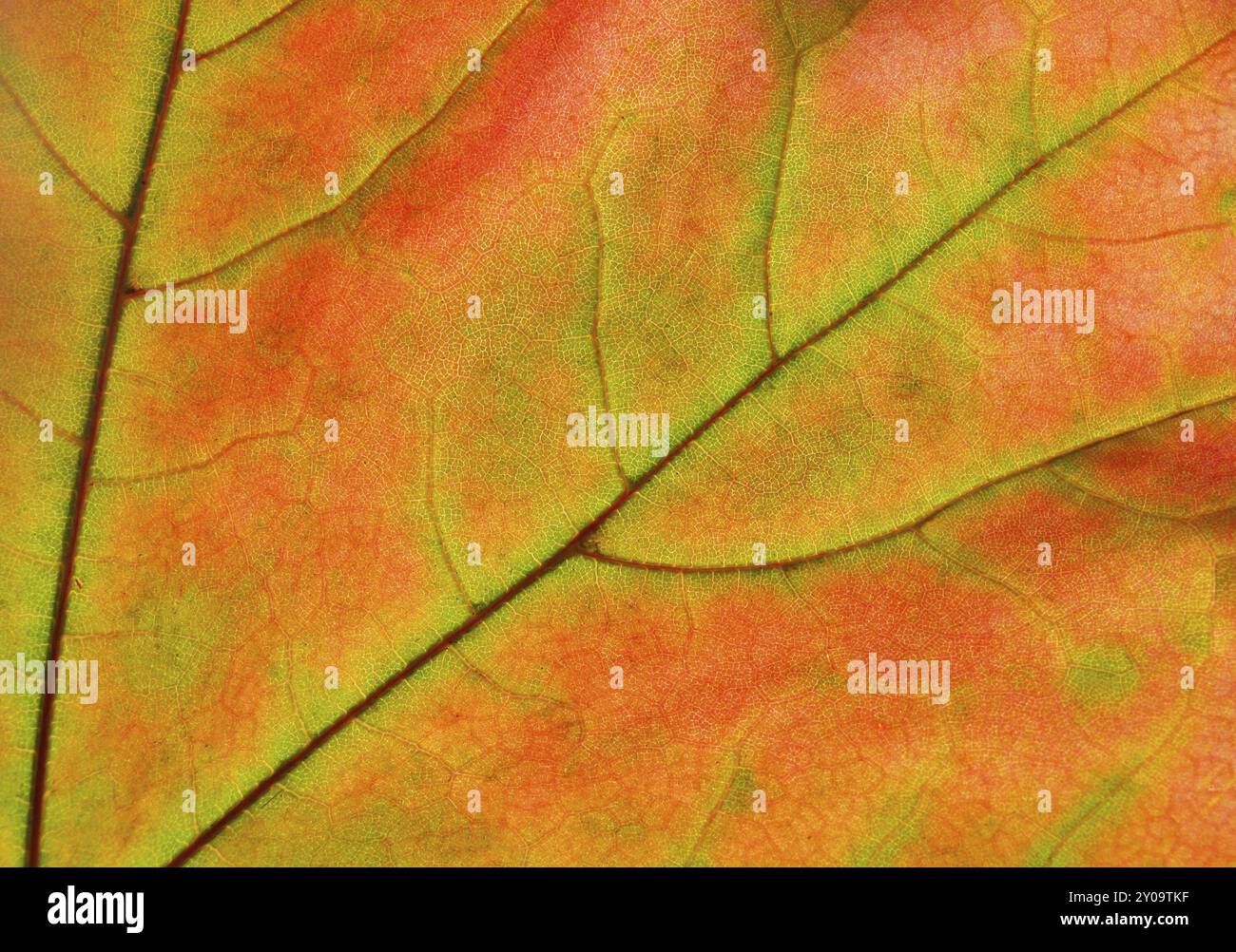 Beautiful colored fall leaf, autumn background Stock Photo - Alamy