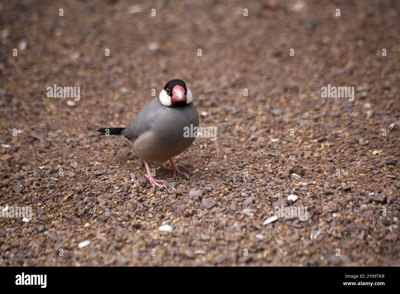 True plover hi-res stock photography and images - Alamy
