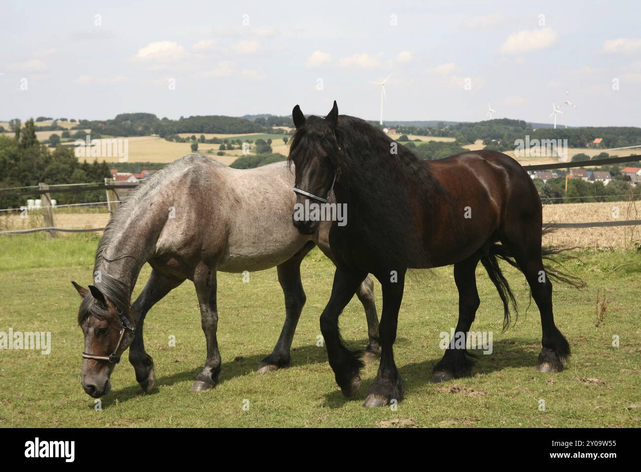 Arabian mix and Friesian Stock Photo - Alamy
