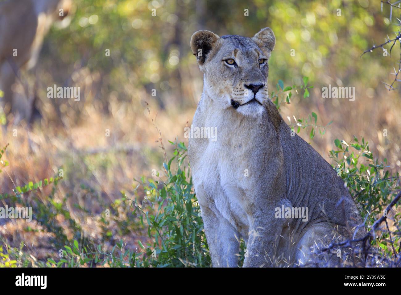 Lioness on the hunt Stock Photo - Alamy