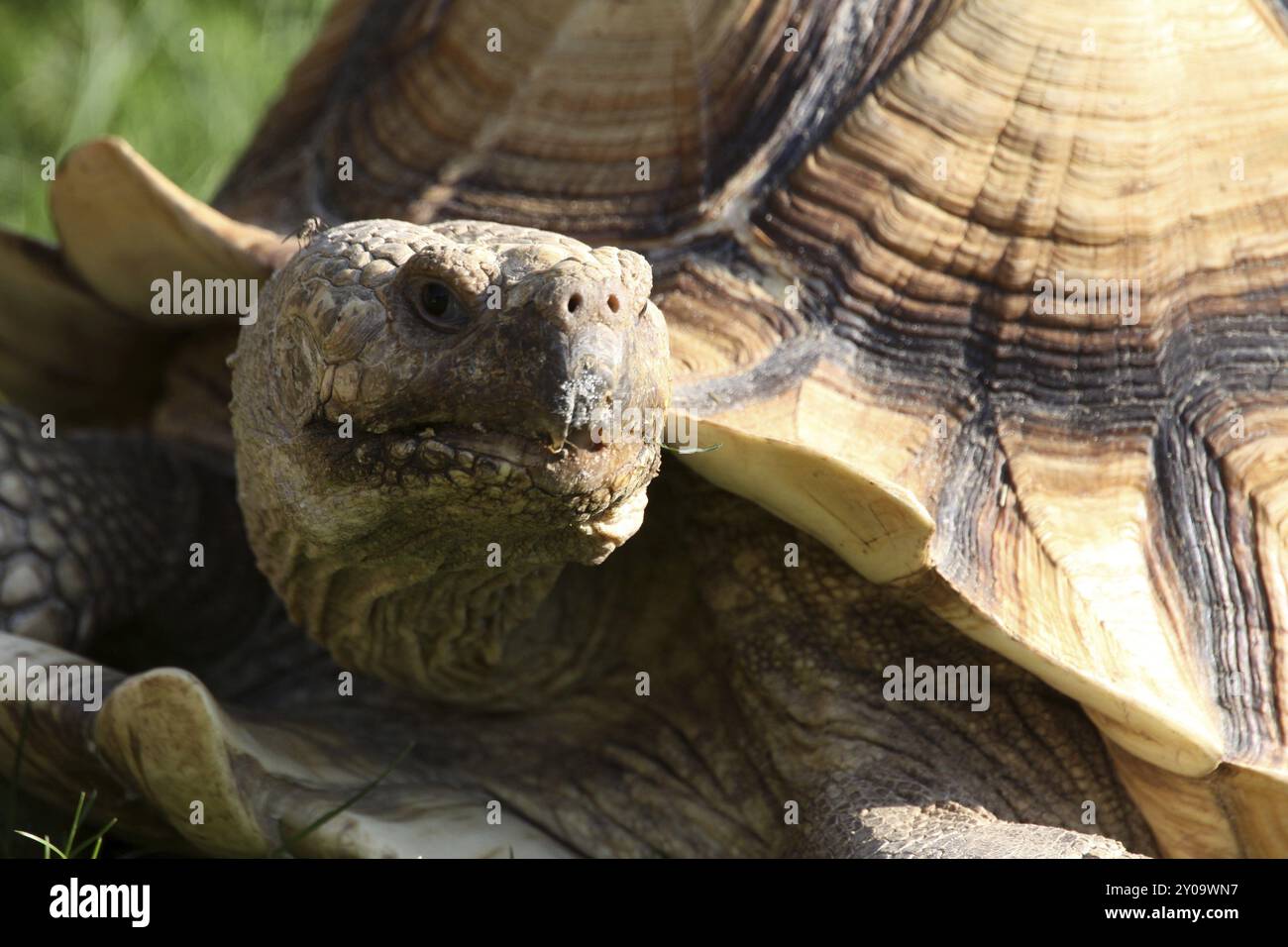 African spur thighed tortoises hi-res stock photography and images - Alamy