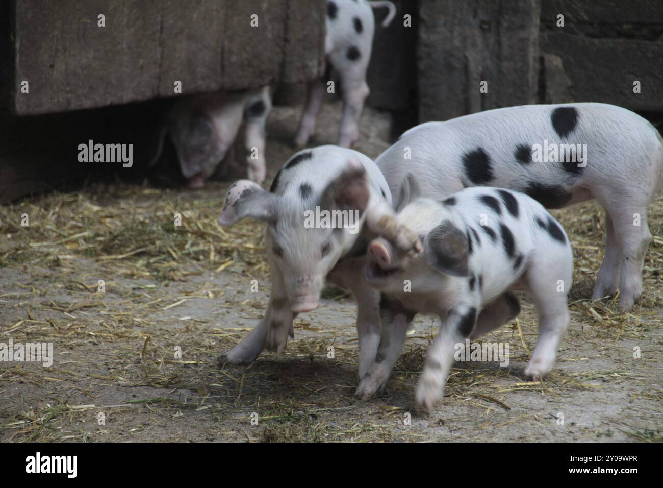 Bentheimer Landschweine pigs Stock Photo - Alamy