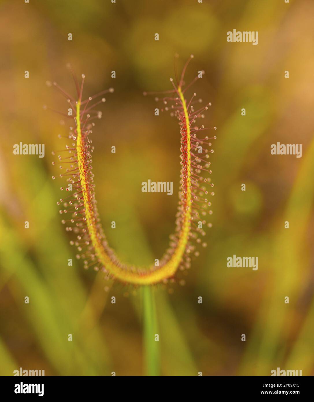 Cape sundew (Drosera capensis) ready to catch insects Stock Photo - Alamy