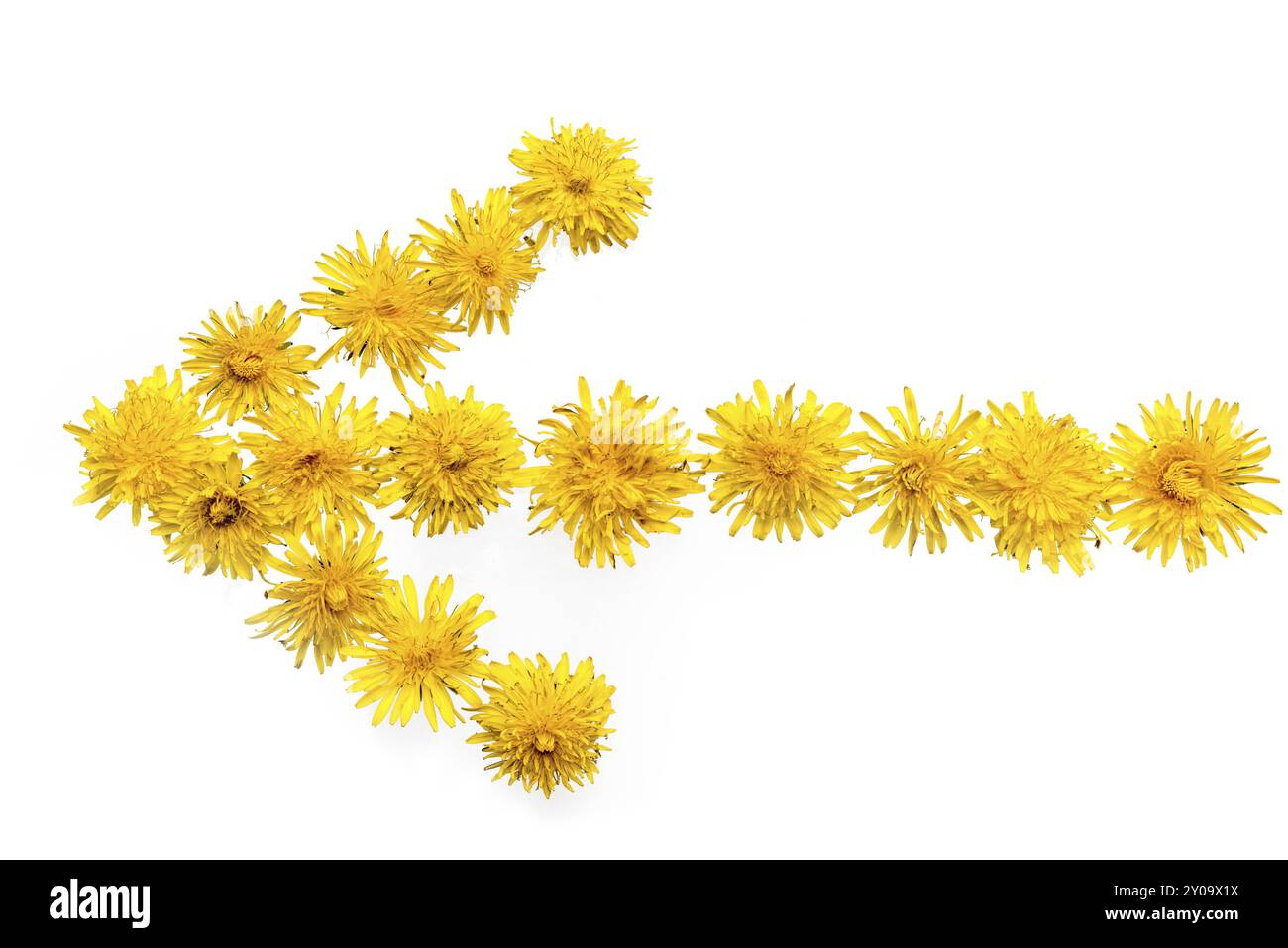 Arrow made from dandelion flowers Stock Photo - Alamy