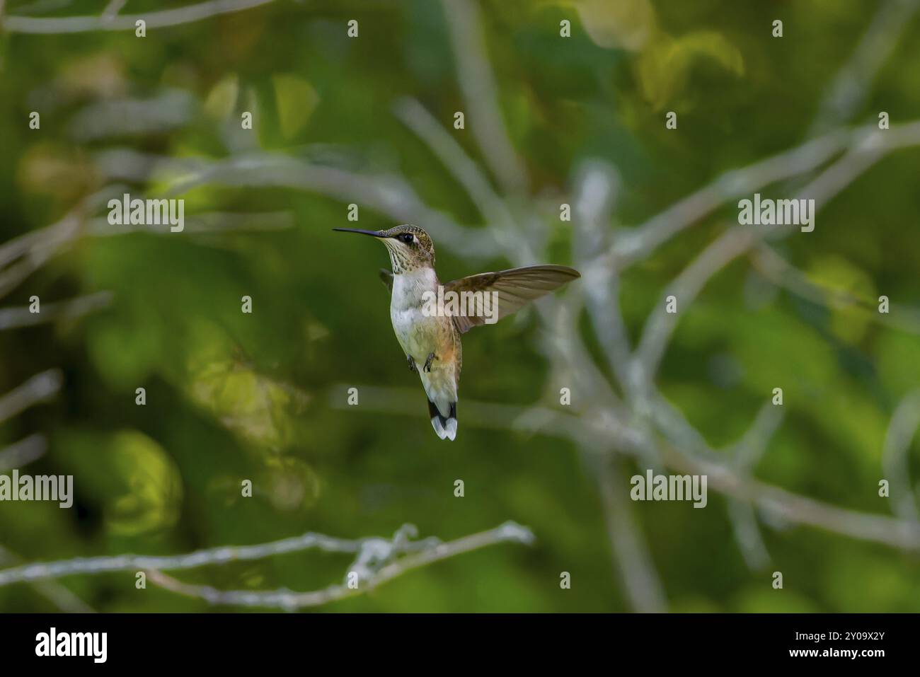 Ruby-throated hummingbird is the most common hummingbird in eastern ...