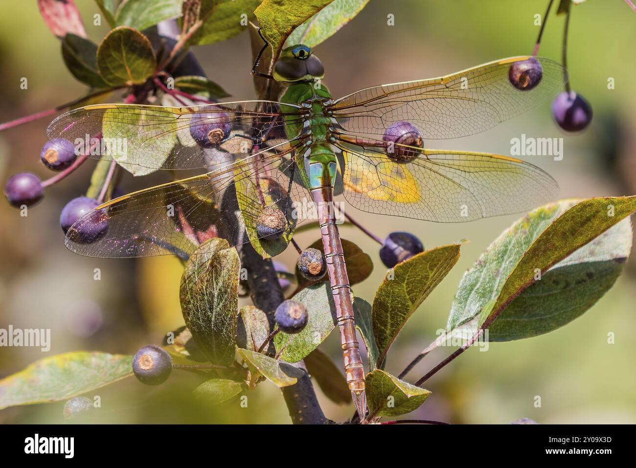 Scene from Wisconsin botanical garden Stock Photo - Alamy