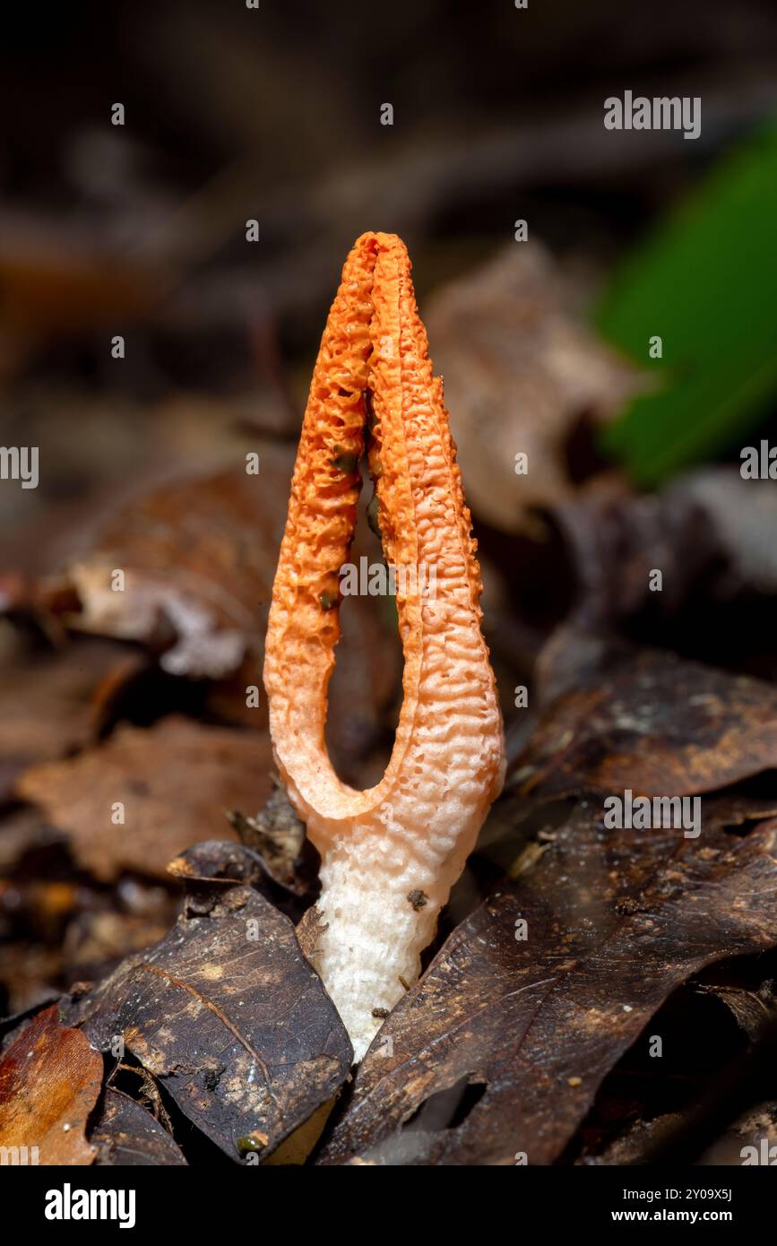 Stinky Squid (Pseudocolus fusiformis) stinkhorn fungi - Brevard, North ...