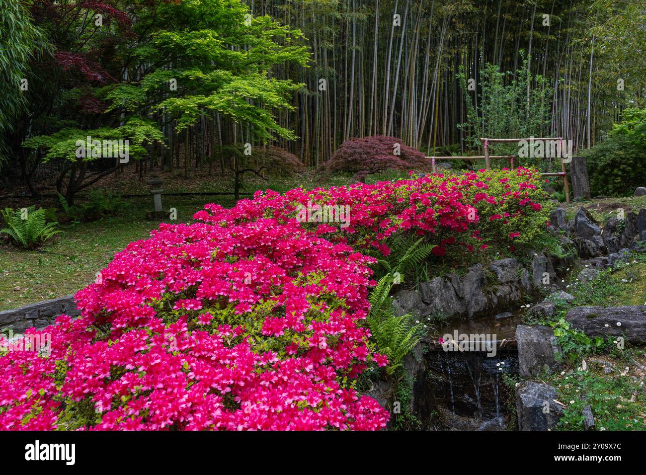 Pink azaleas bloom in the Japanese garden of Villa Carlotta on Lake ...