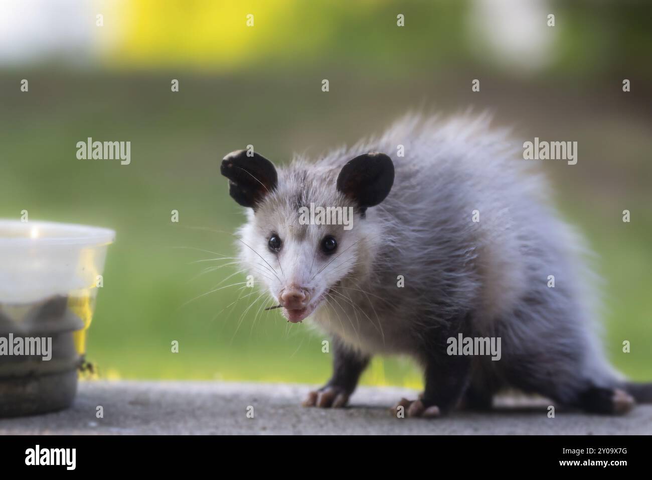 The Virginia opossum (Didelphis virginiana) . This year's older cub ...