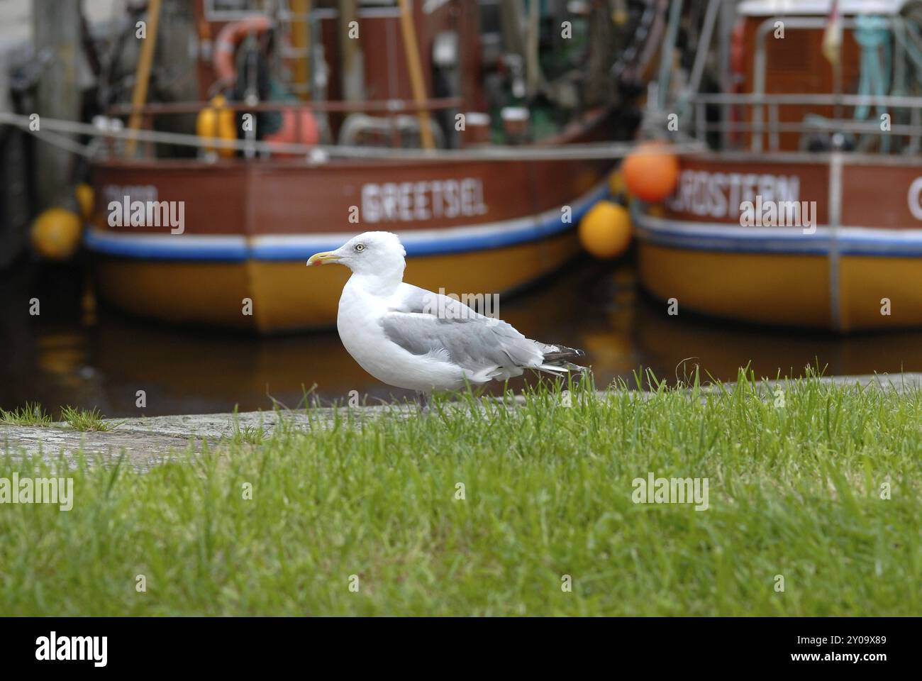 Seagull stands in foreground hi-res stock photography and images - Alamy