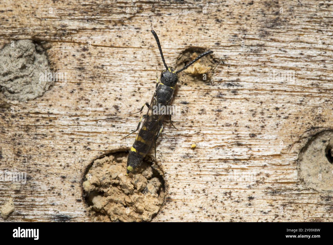 Club-horned wasps, Sapygidae, Club-horned wasps Stock Photo - Alamy