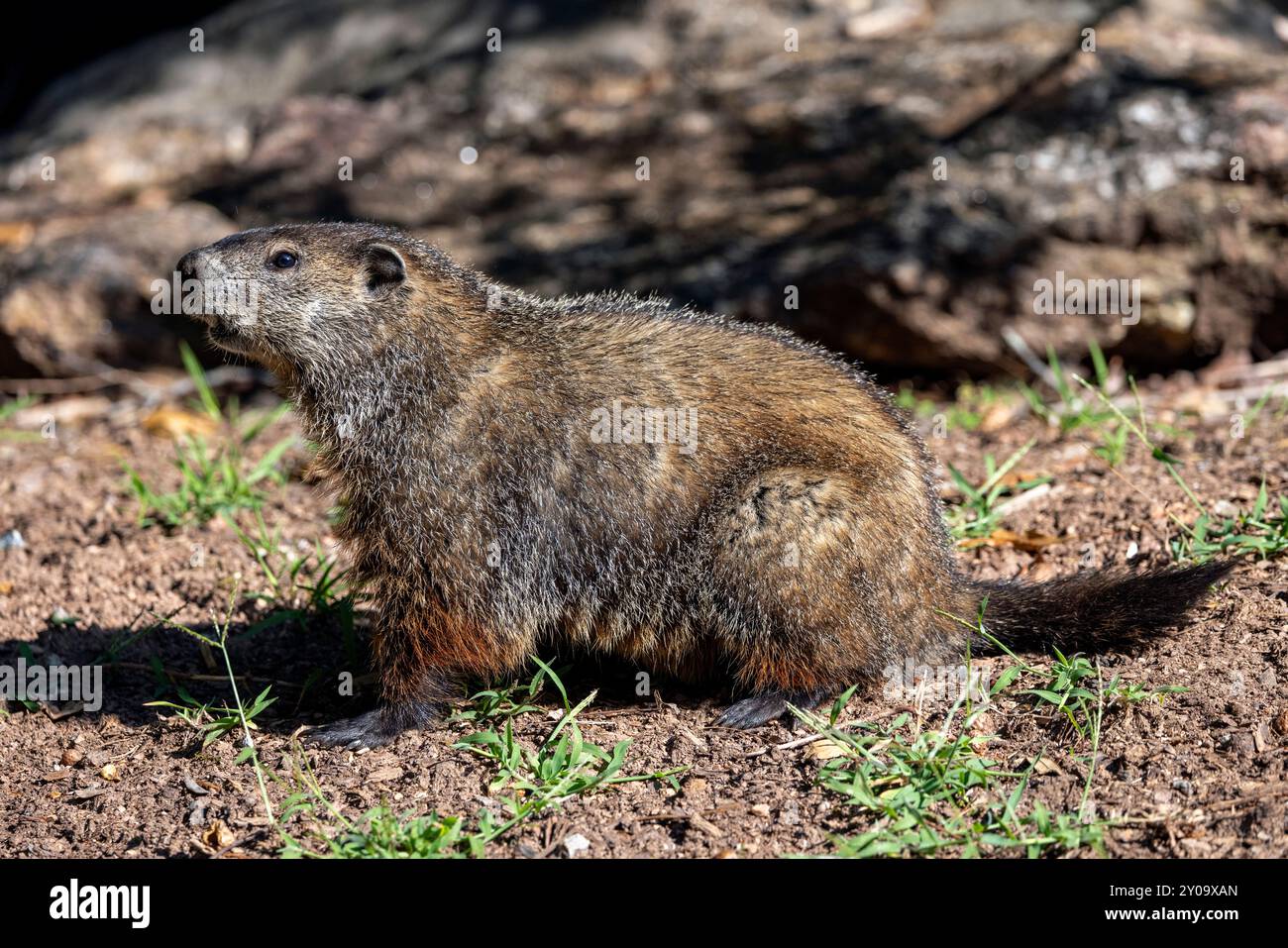 Groundhog (Marmota monax) - Brevard, North Carolina, USA Stock Photo ...