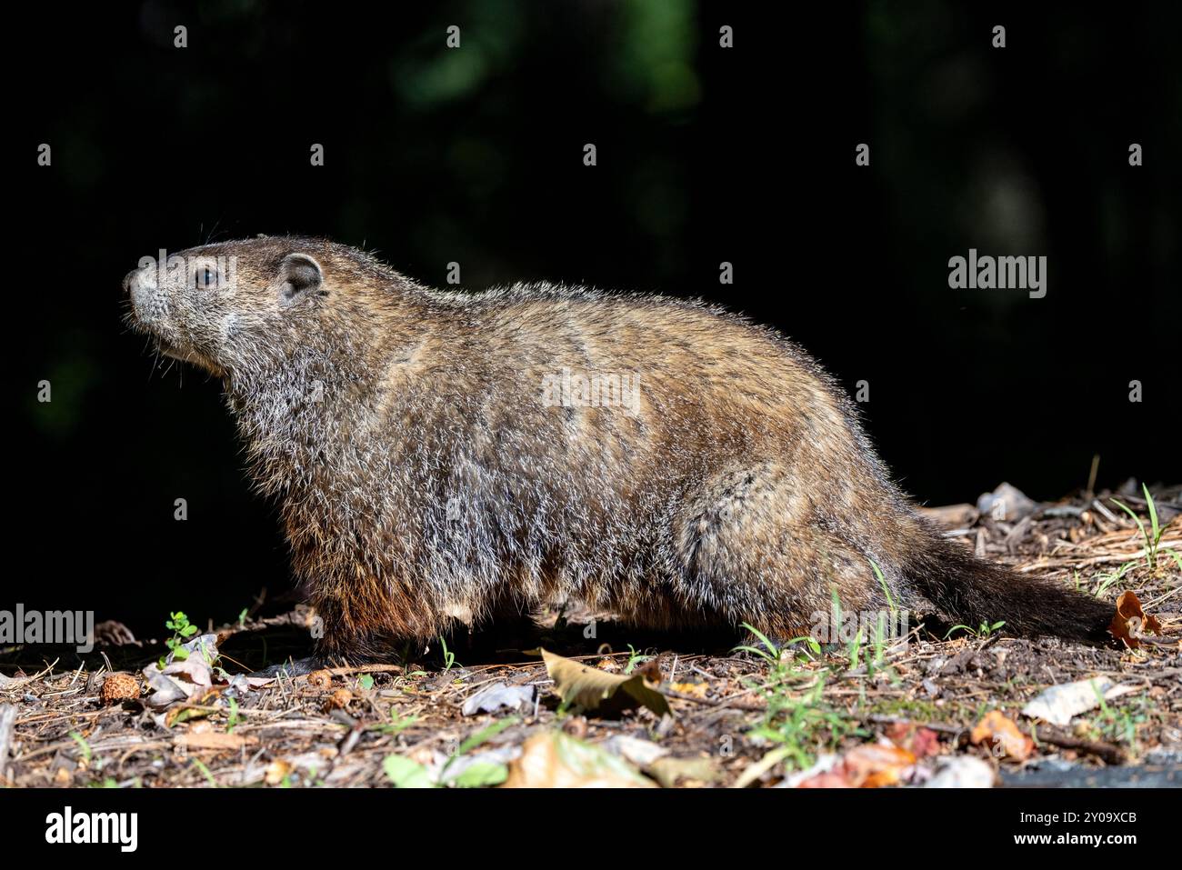 Groundhog (Marmota monax) - Brevard, North Carolina, USA Stock Photo ...