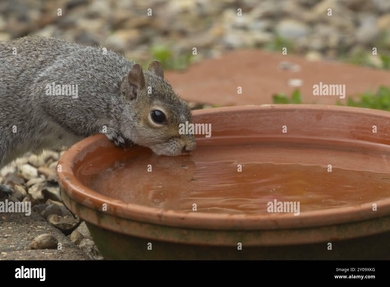 Grey squirrel (Sciurus carolinensis) adult animal drinking water from a ...