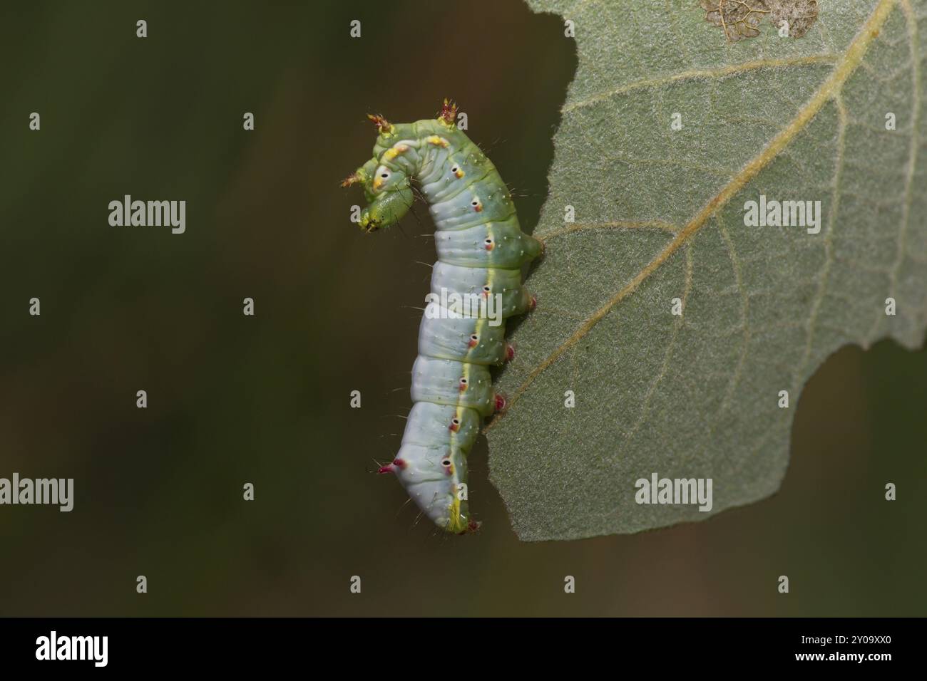 Camel toothed moth, caterpillar, Ptilodon capucina, coxcomb prominent ...