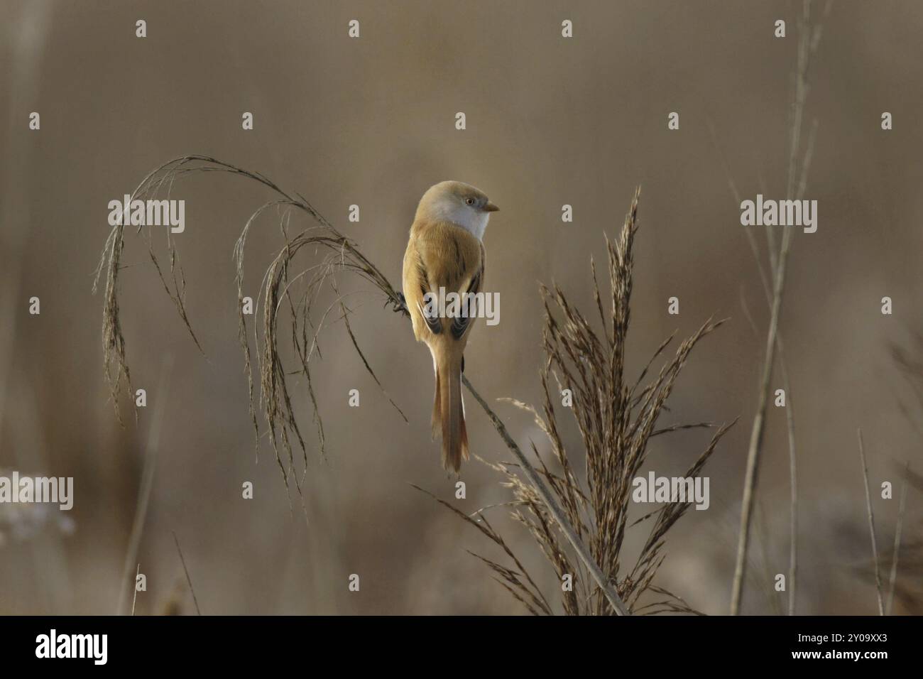 Bearded tit, female, Panurus biarmicus, bearded reedling, female Stock ...
