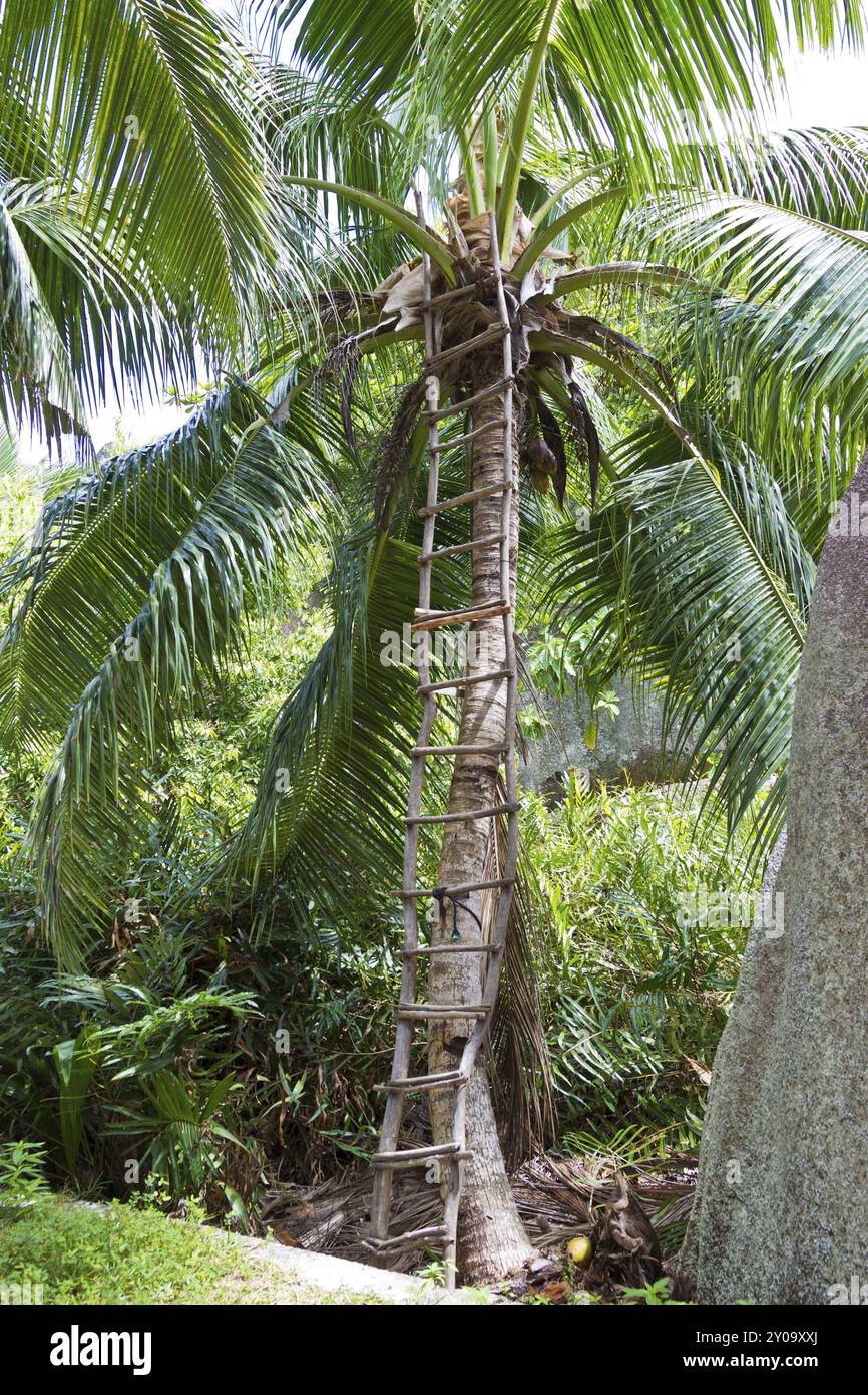 Coconut palm with ladder, coconut palm with ladder Stock Photo - Alamy