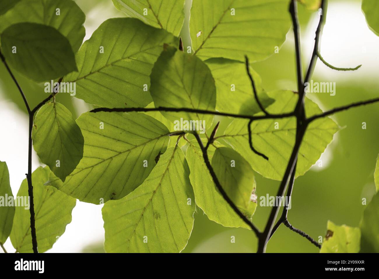 Green leaves covering eachother on a tree Stock Photo - Alamy