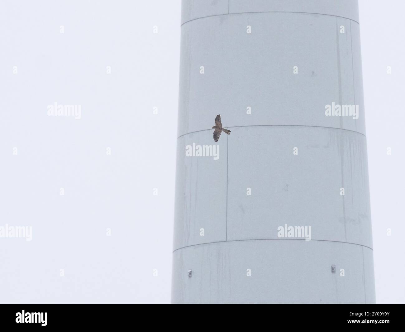 A Common Kestrel flies in front of the tower of a wind turbine Stock ...