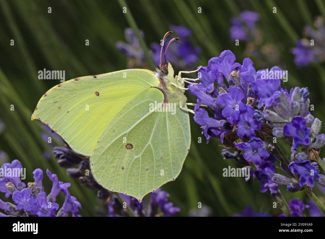 Lemon butterfly butterfly hanging on purple flower sucking right seeing ...
