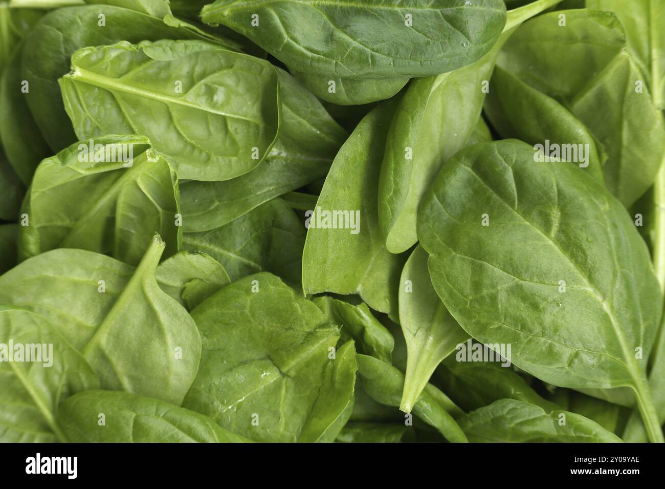 Spinach spinacia oleracea hi-res stock photography and images - Alamy