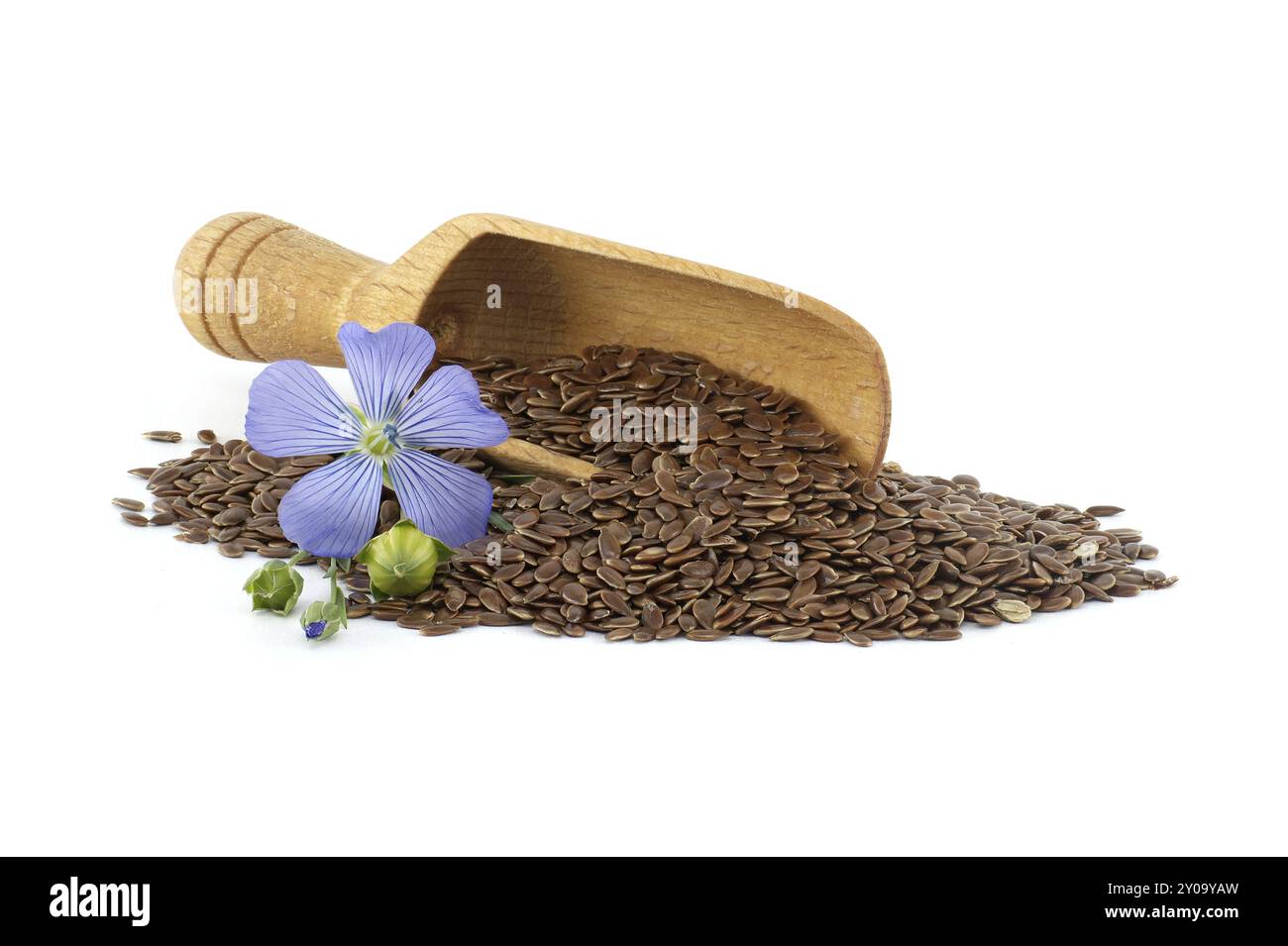 Blue flax blossom and seeds in close up isolated on white background ...