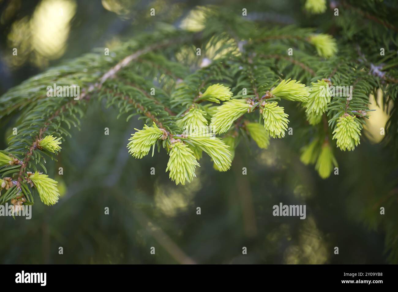 Growing fir tree hi-res stock photography and images - Alamy
