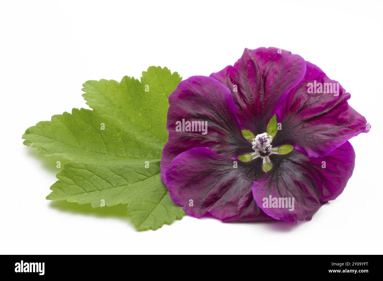 Purple mallow on a white background Stock Photo - Alamy