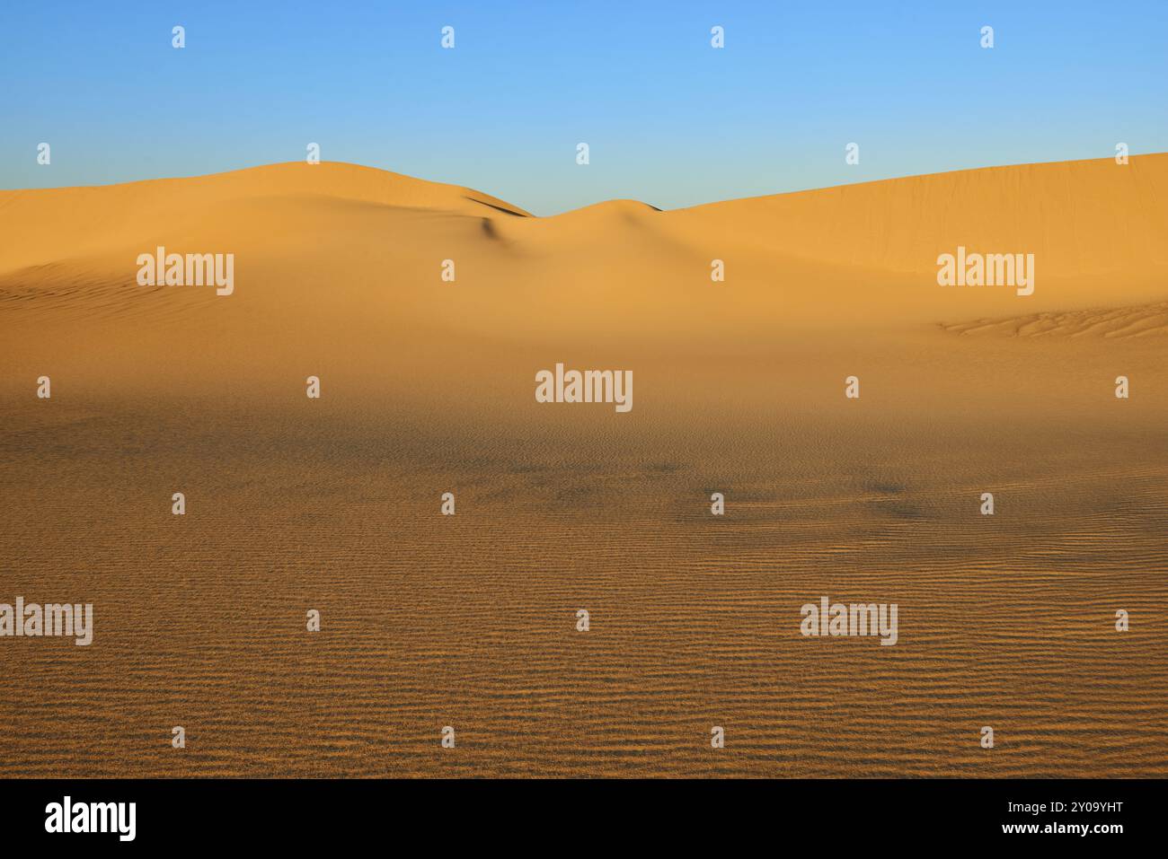 Large, undulating sand dunes in a desert landscape at sunset under a ...