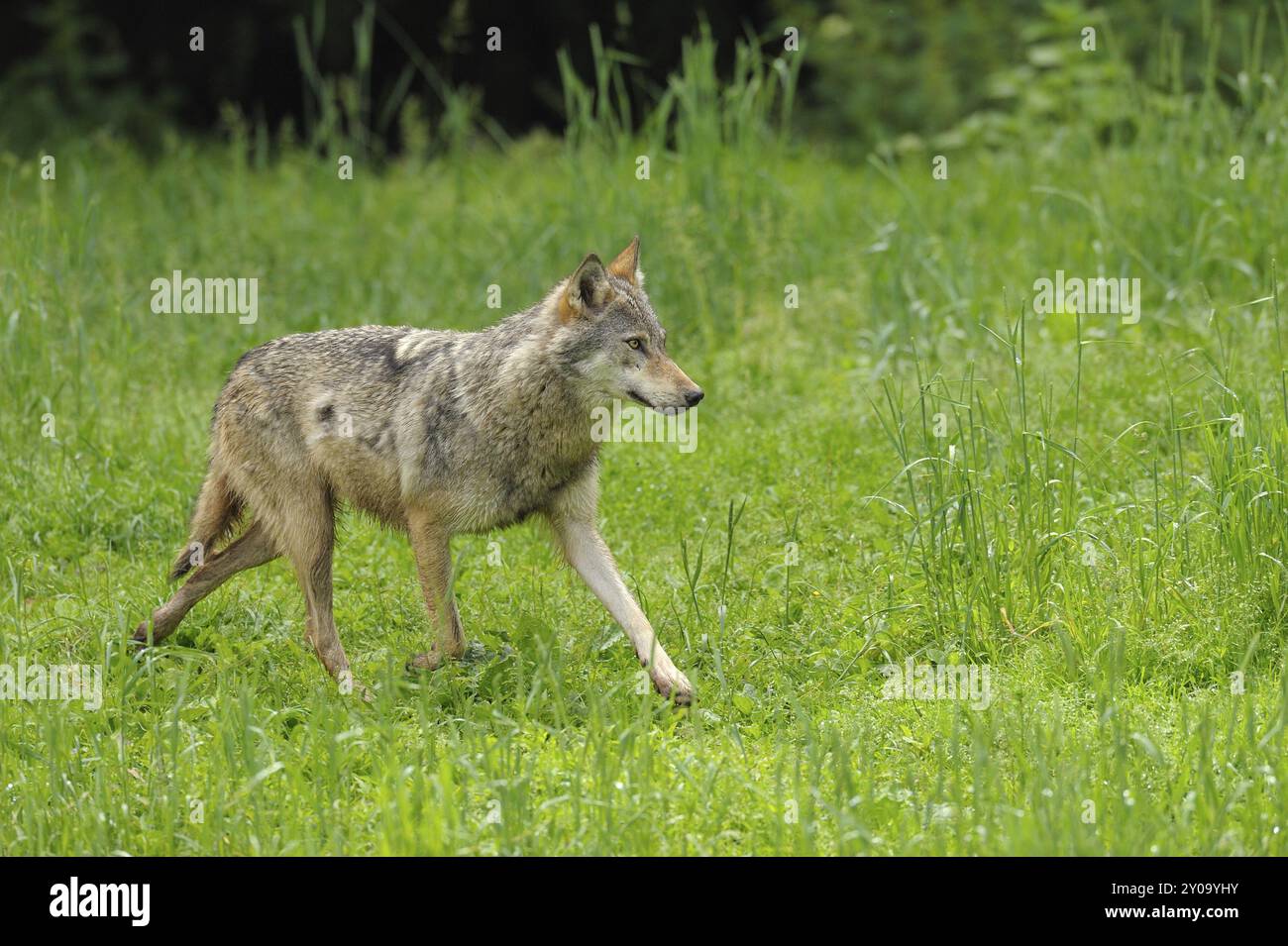 European gray wolf, Canis lupus Stock Photo - Alamy
