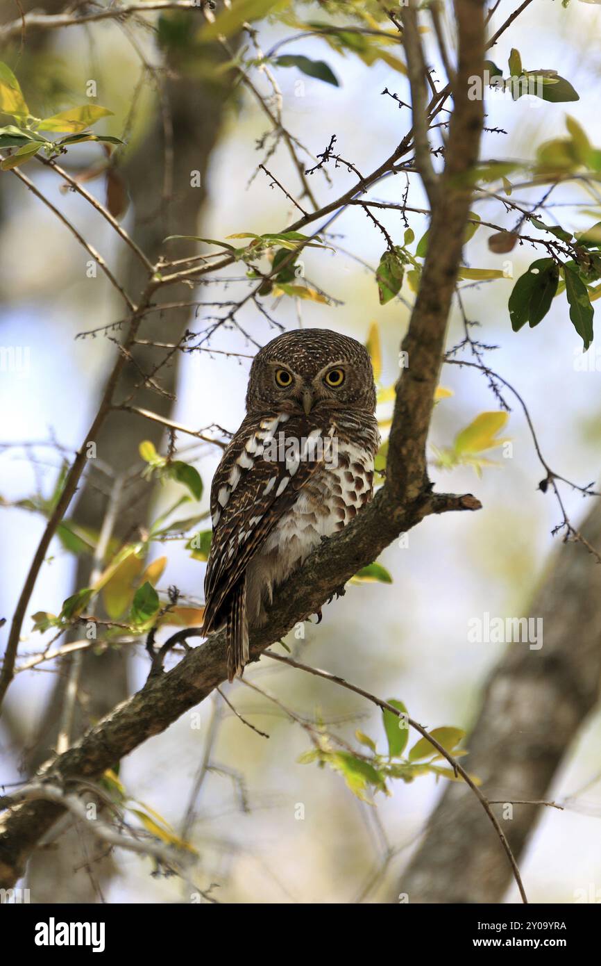 Cape pygmy owl Stock Photo - Alamy