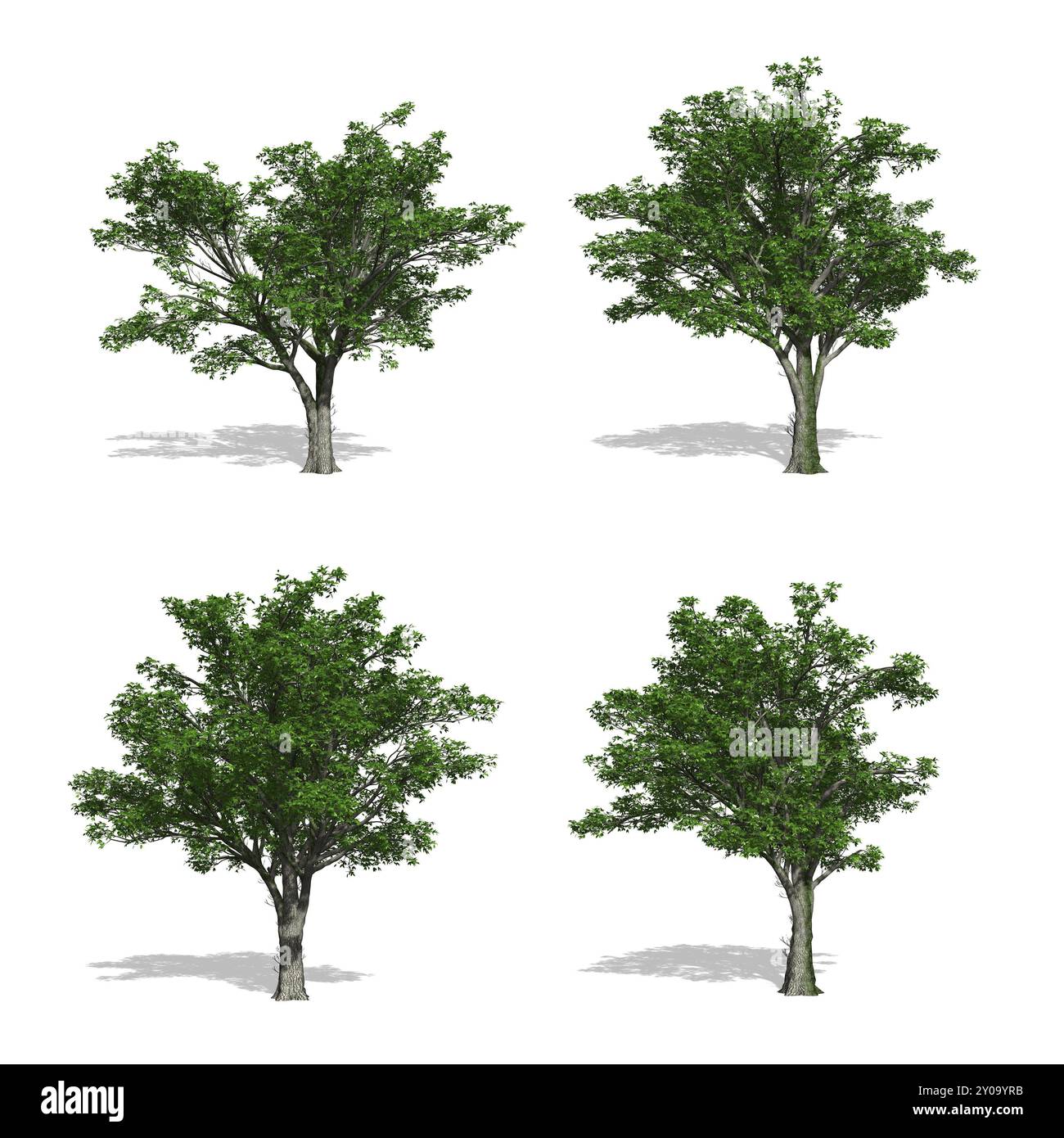 Elm trees, isolated on white background Stock Photo - Alamy