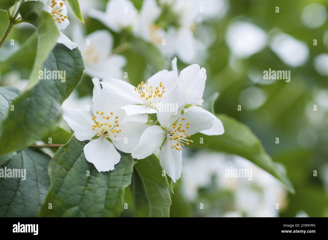 Flowers of a jasmine bush in early summer. iFlowers of Jasminum ...