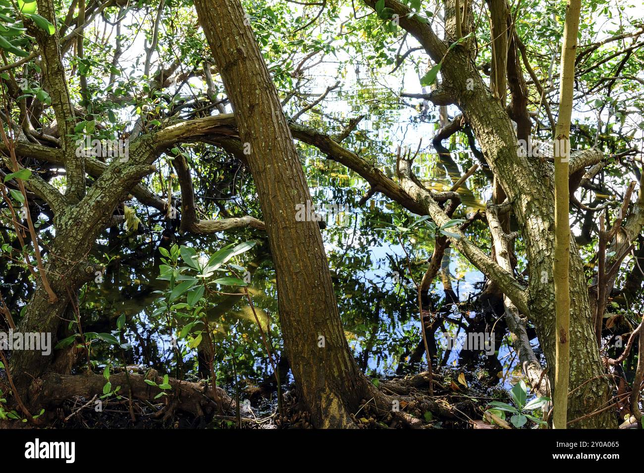 Dense and typical vegetation of the tropical mangroves where plants and ...
