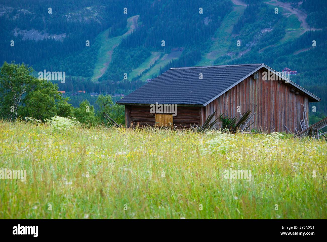 Rural landscape with a hay meadow with wild flowers and an old swedish ...