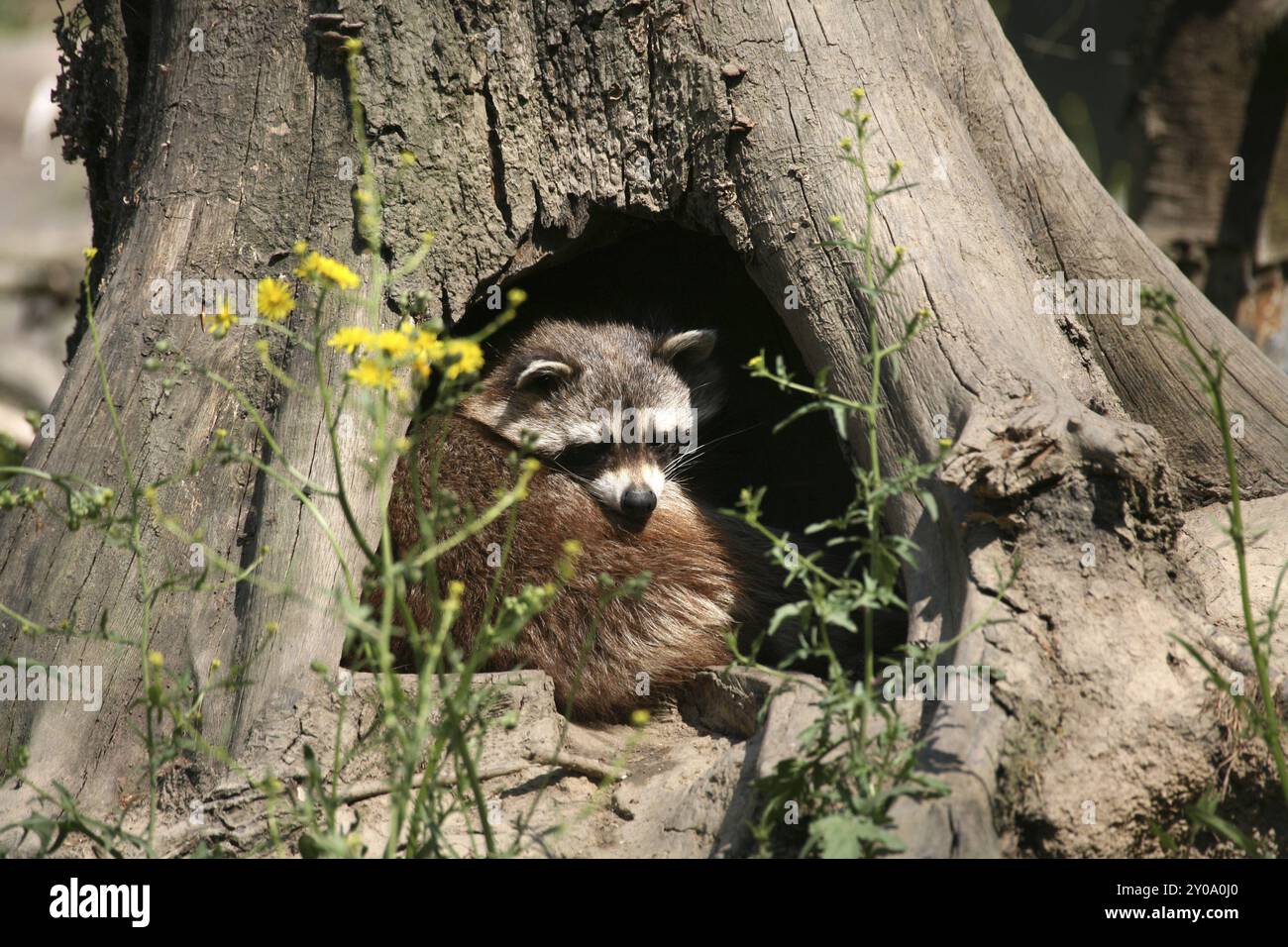 In a tree hollow Stock Photo - Alamy