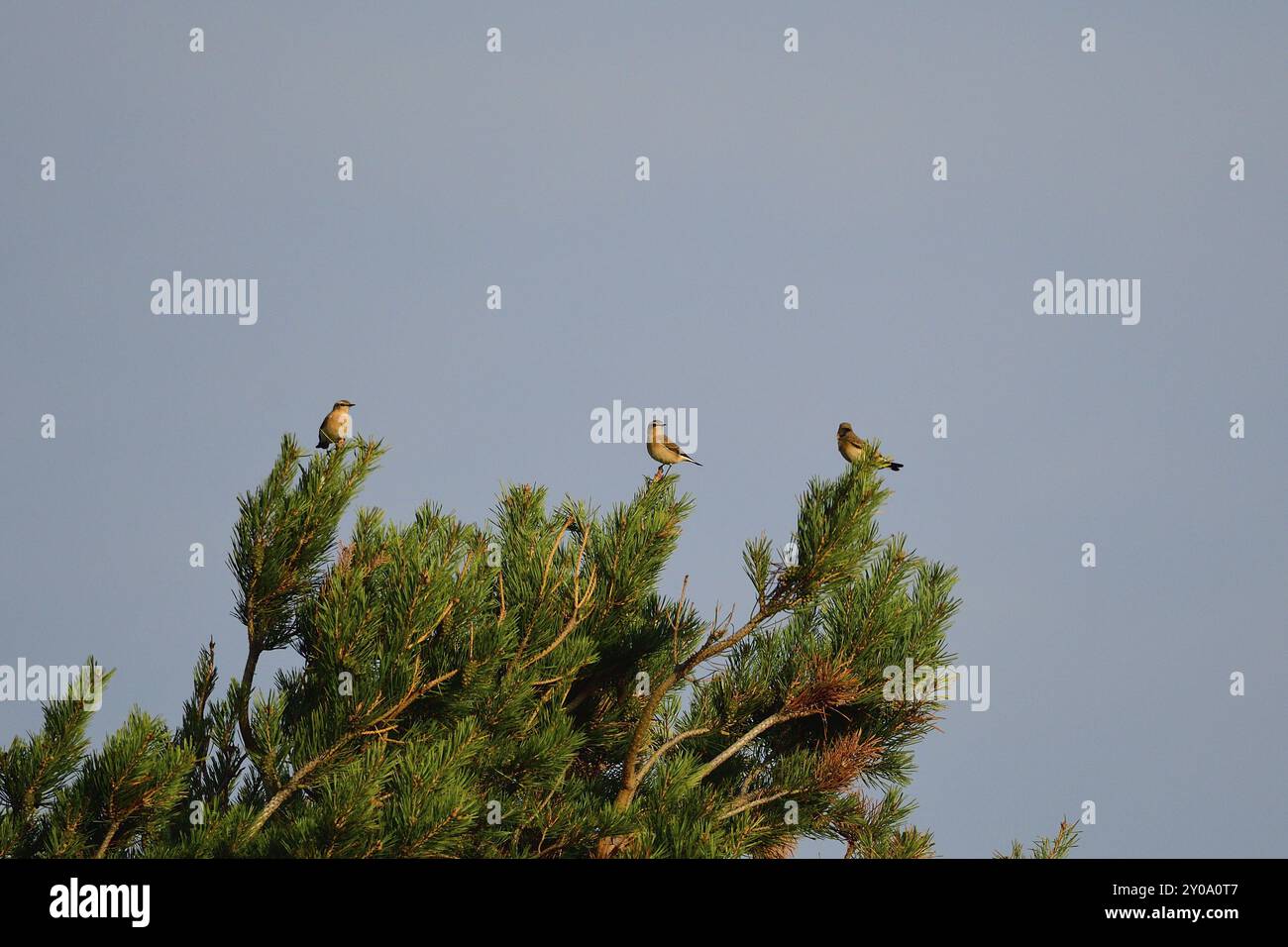 Northern wheatear family looking for food in sweden. Wheatear in Sweden ...