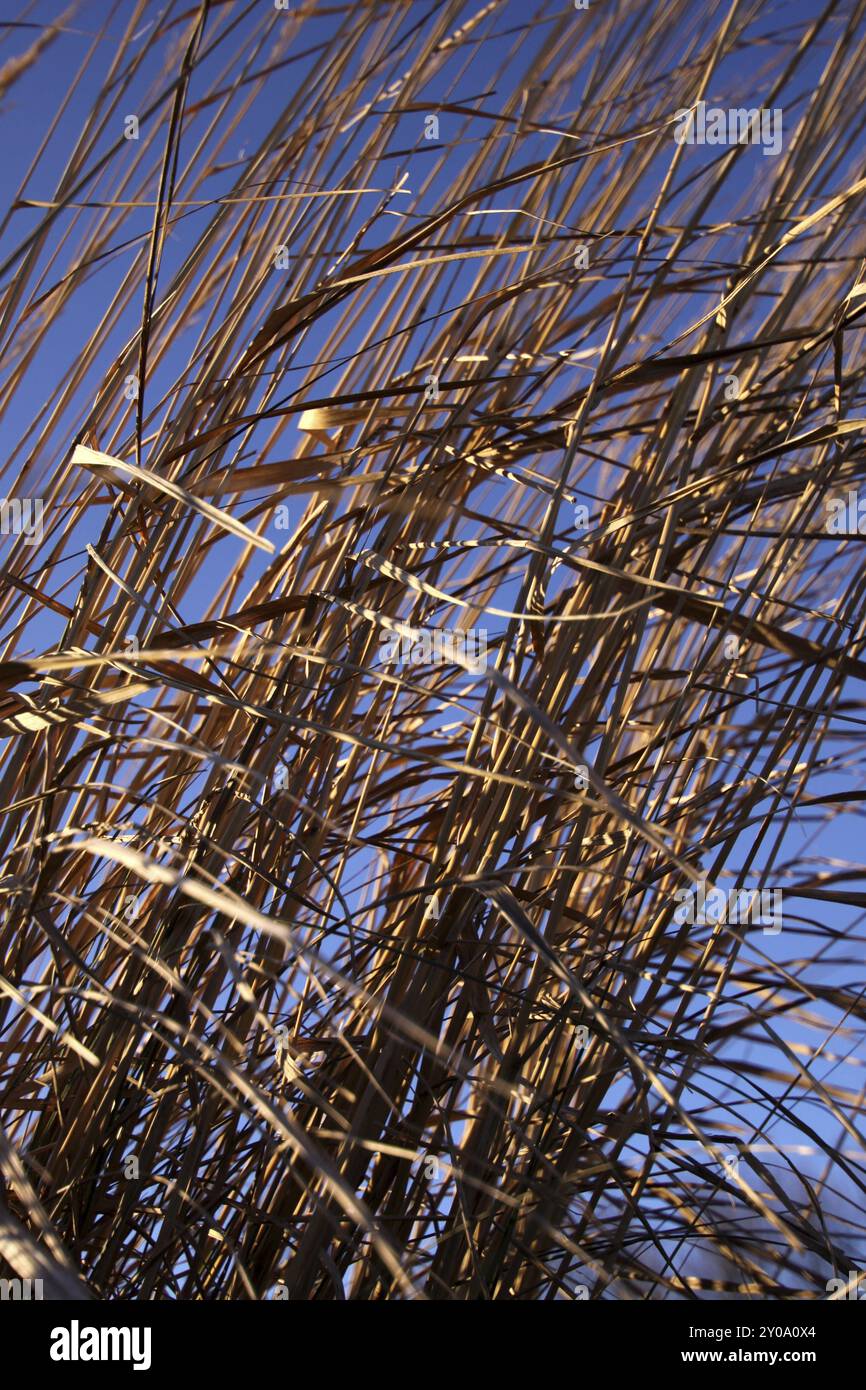 Dry blades of grass Stock Photo - Alamy