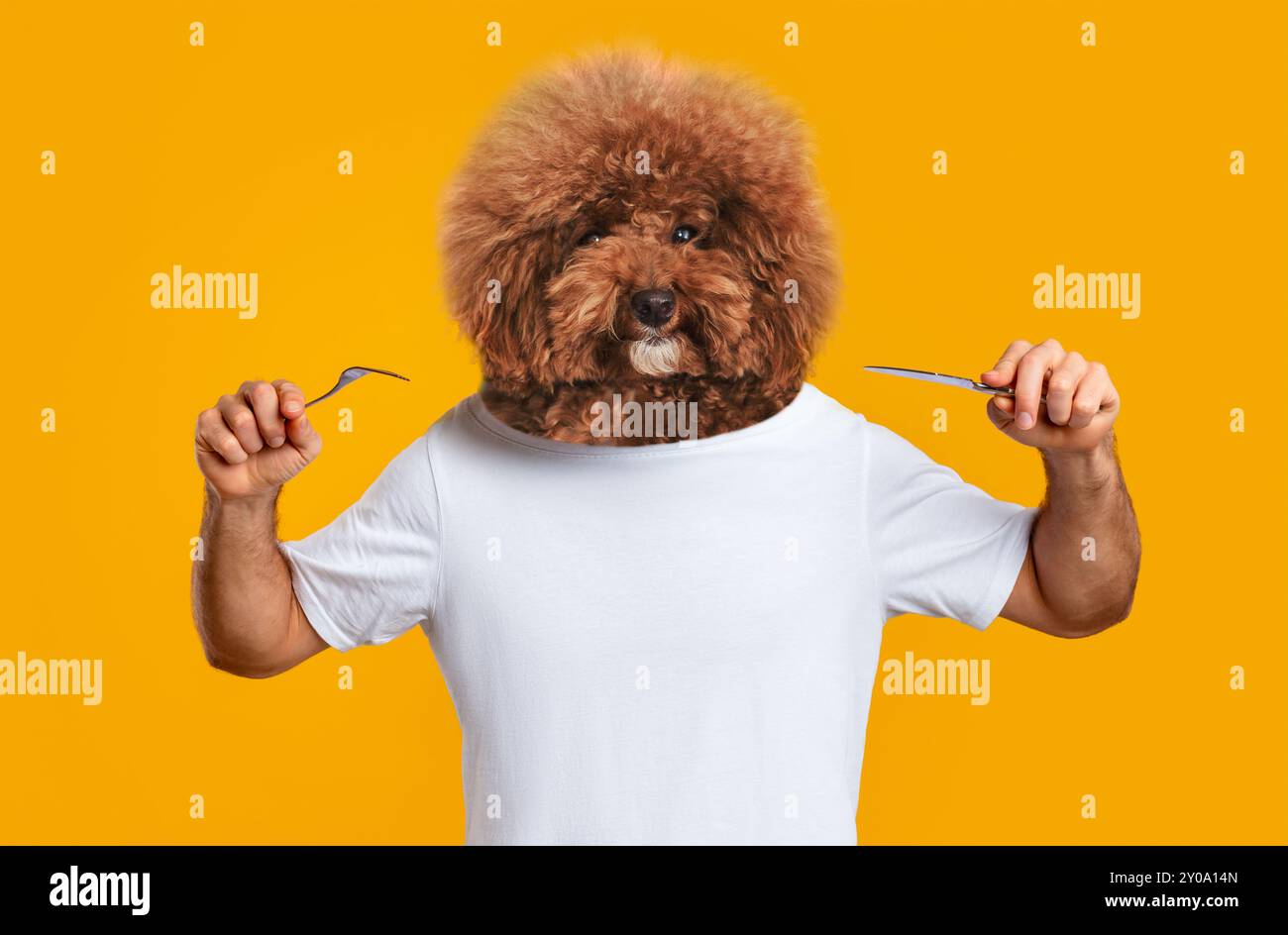 A Playful Dog With a Fluffy Coat Pretending to Cook Stock Photo - Alamy
