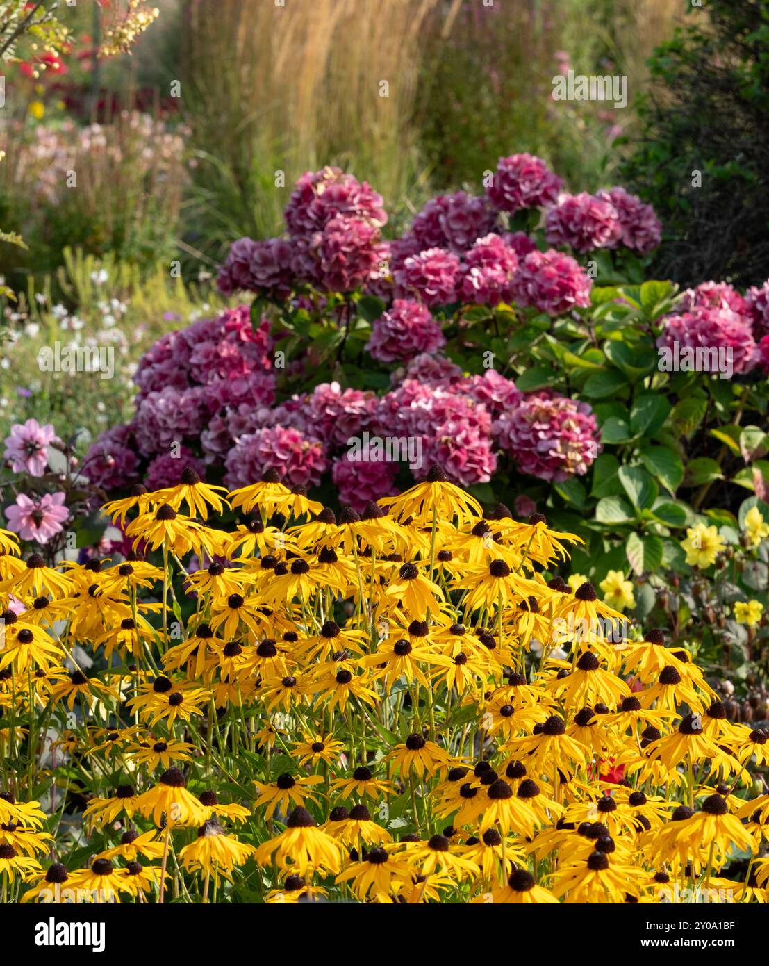 Bee loving yellow Black eyed susan rudbeckia cone flowers in the ...