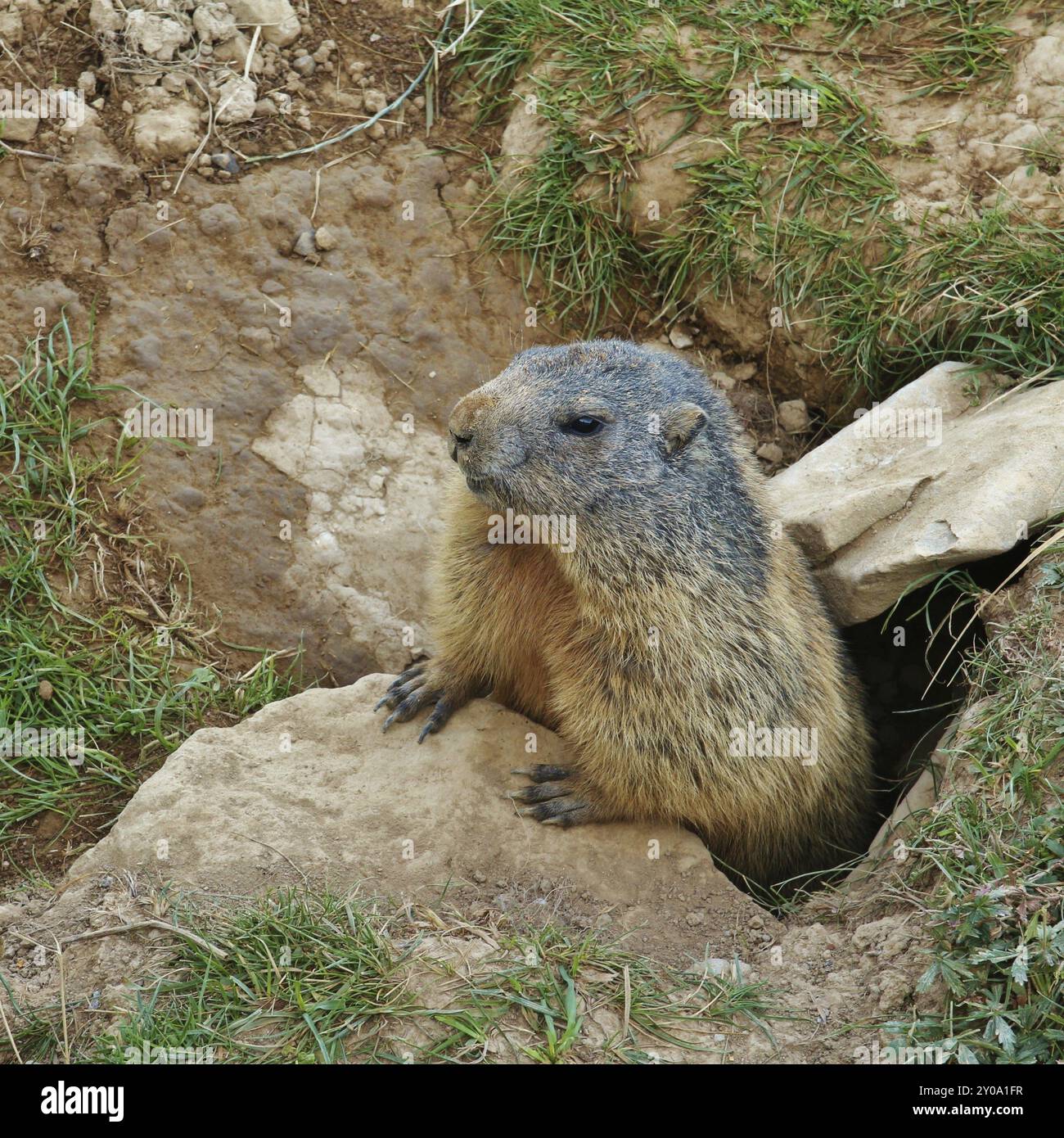 Marmot looking out of a hole. Wild animal living in the Alps Stock ...